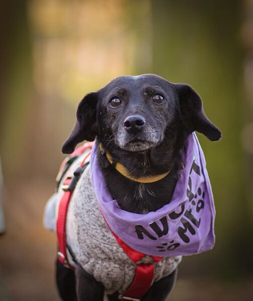 Mischlingshund HARMONY aus Hamburg