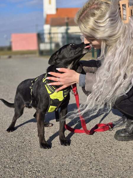 Labrador Retriever Mischling TOTO aus Kroatien