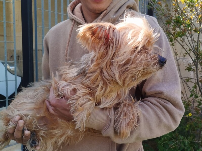 Yorkshire Mix TAYA aus Malta