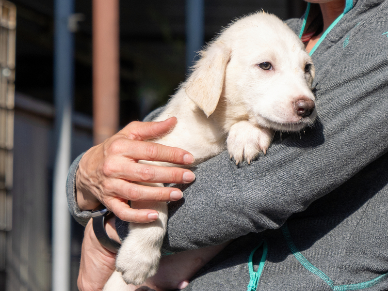 Mischling Maremmano GIORDANO aus Italien