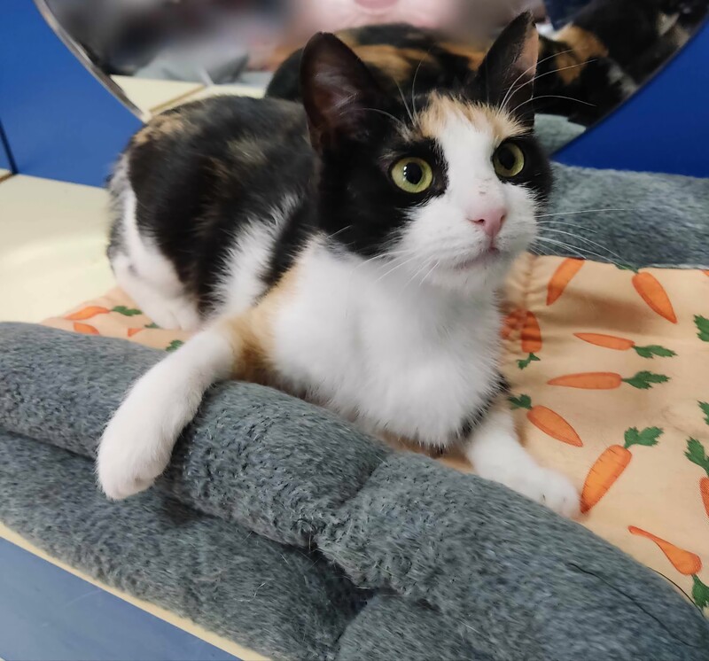 Hauskatze EVITA aus Bulgarien