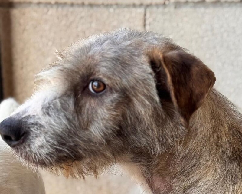 Mischling VIVI aus Spanien