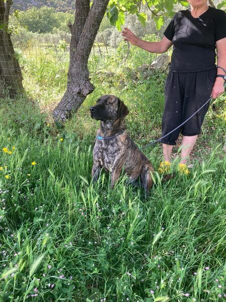 Cane Corso Mix IFI aus Italien