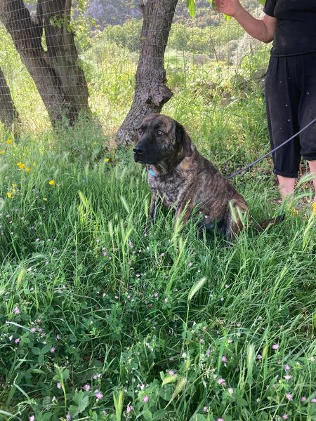 Cane Corso Mix IFI aus Italien