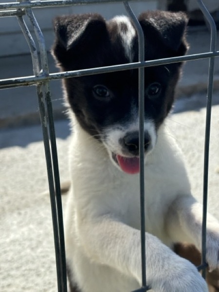 Mischlingshund CINDERELLA aus Thür