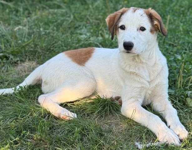 Mischlingshund SARA aus Rumänien