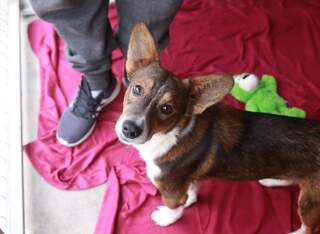 Benji Der Hund Stofftier