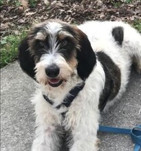 Hunde in Nürnberg